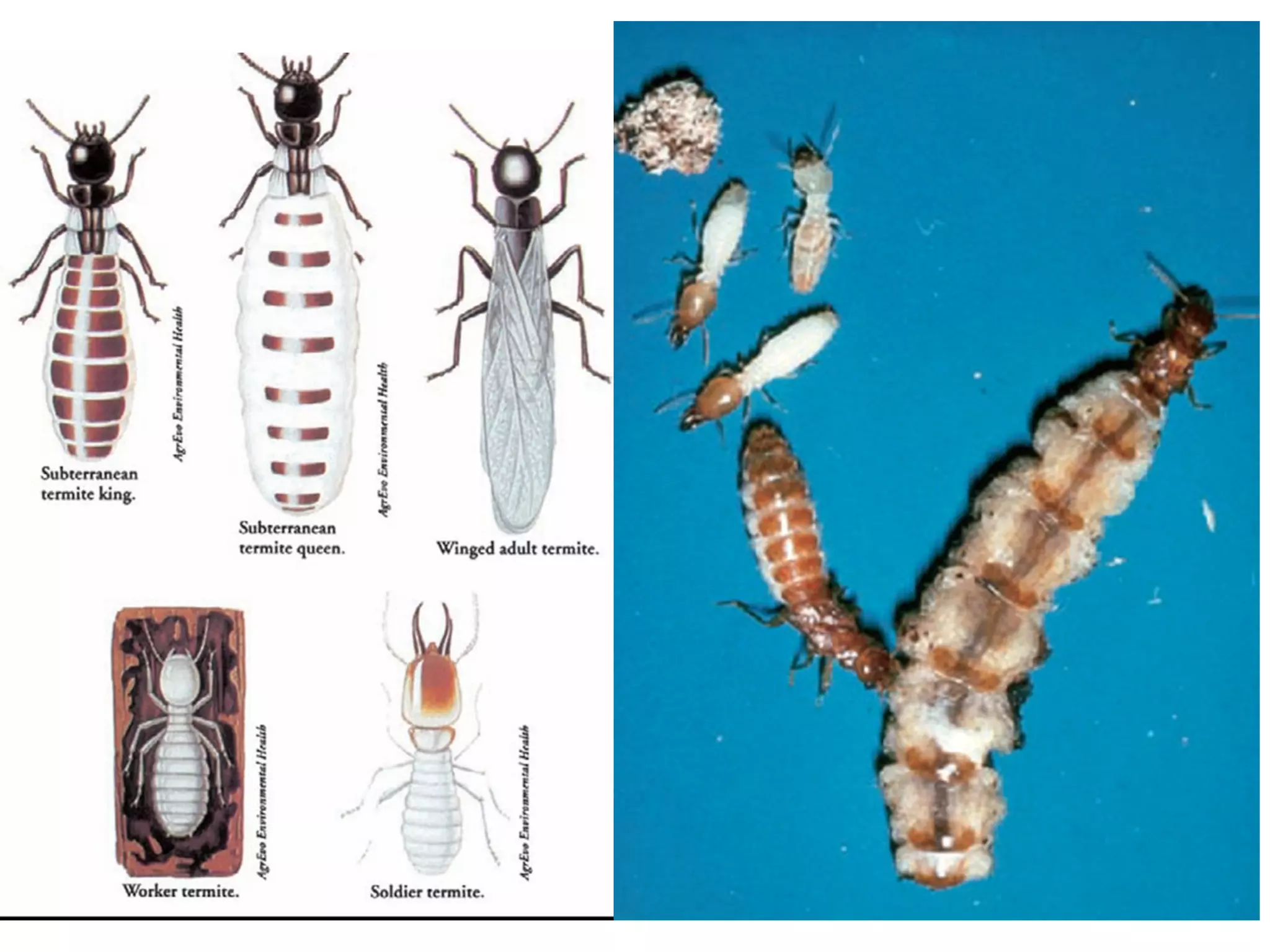 Insect Classification Lab19 Ppt
