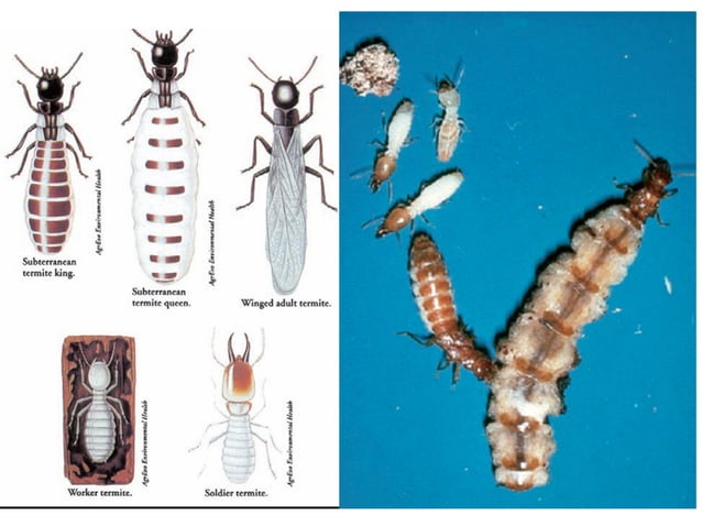 Insect classification lab19 | PPT