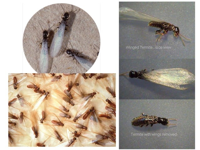 Insect classification lab19 | PPT