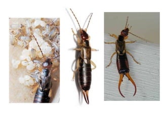 Insect classification lab19 | PPT