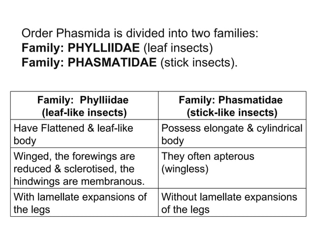 Insect classification lab19 | PPT