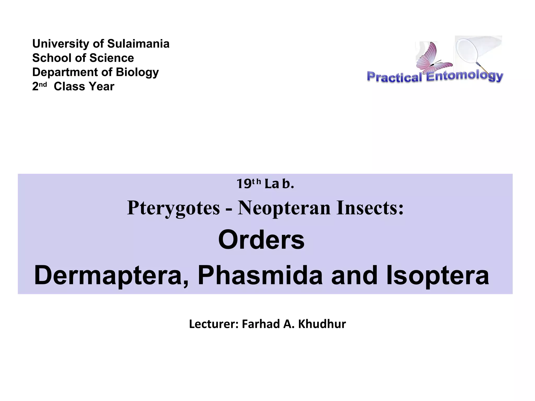 Insect classification lab19 | PPT