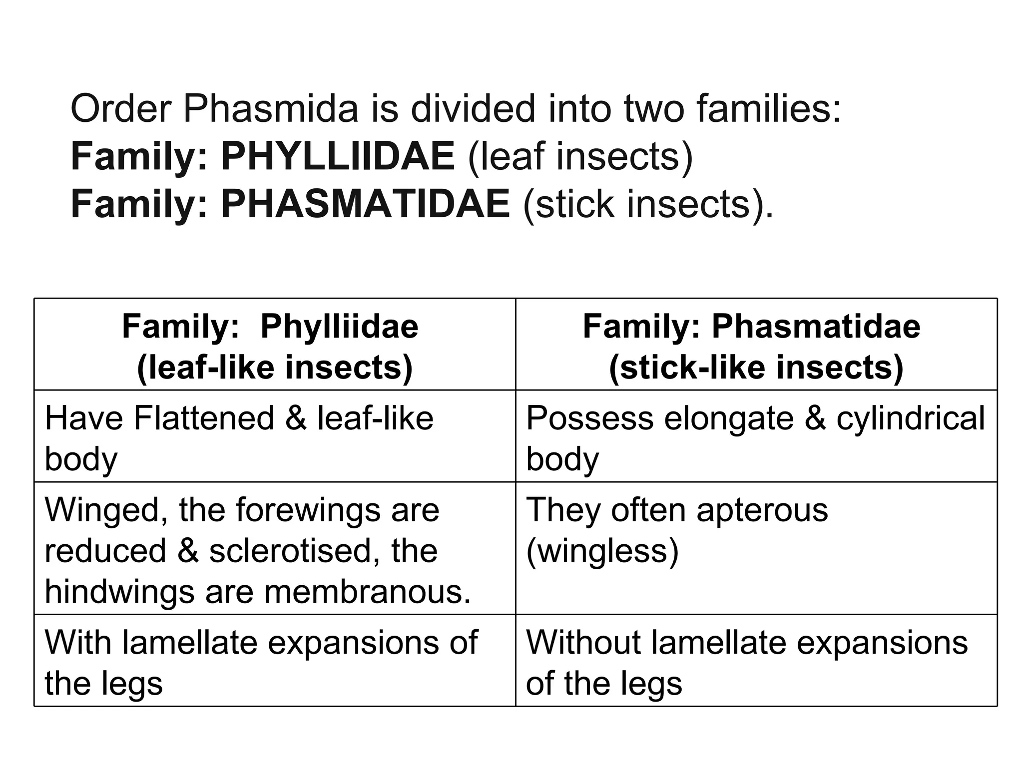 Insect classification lab19 | PPT