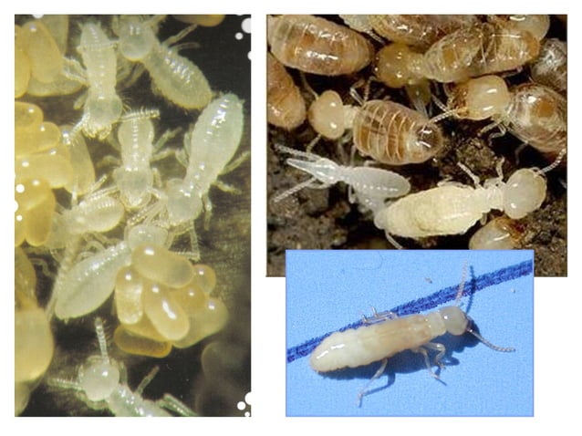 Insect classification lab19 | PPT