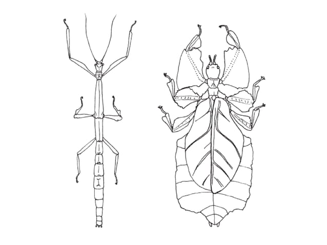 Insect classification lab19 | PPT