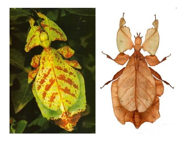 Insect classification lab19 | PPT