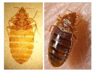 Insect classification lab20 | PPT