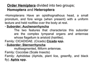 Insect classification lab20 | PPT