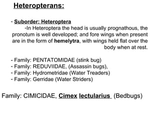 Insect classification lab20 | PPT