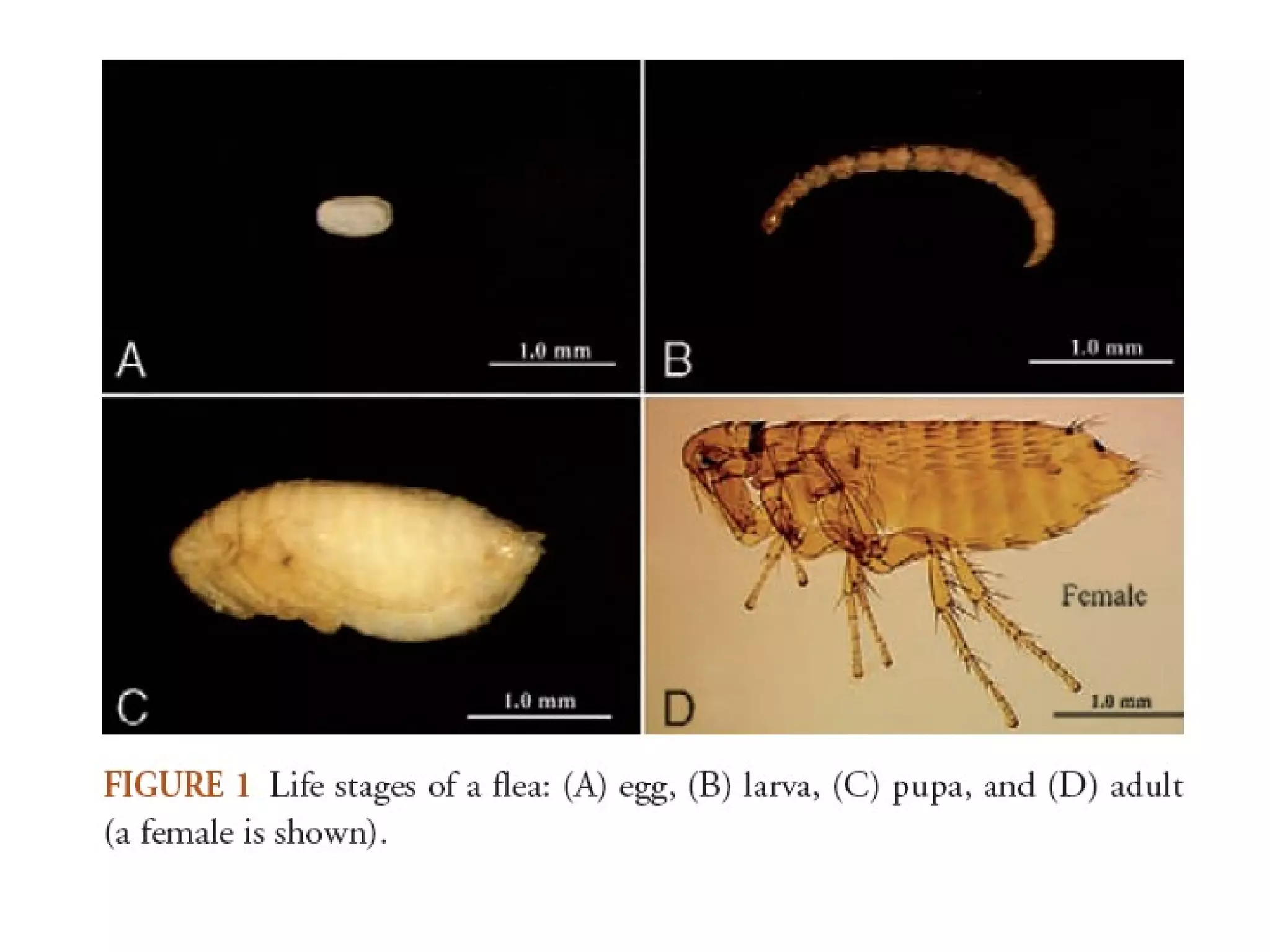 Insect classification lab21 | PPT
