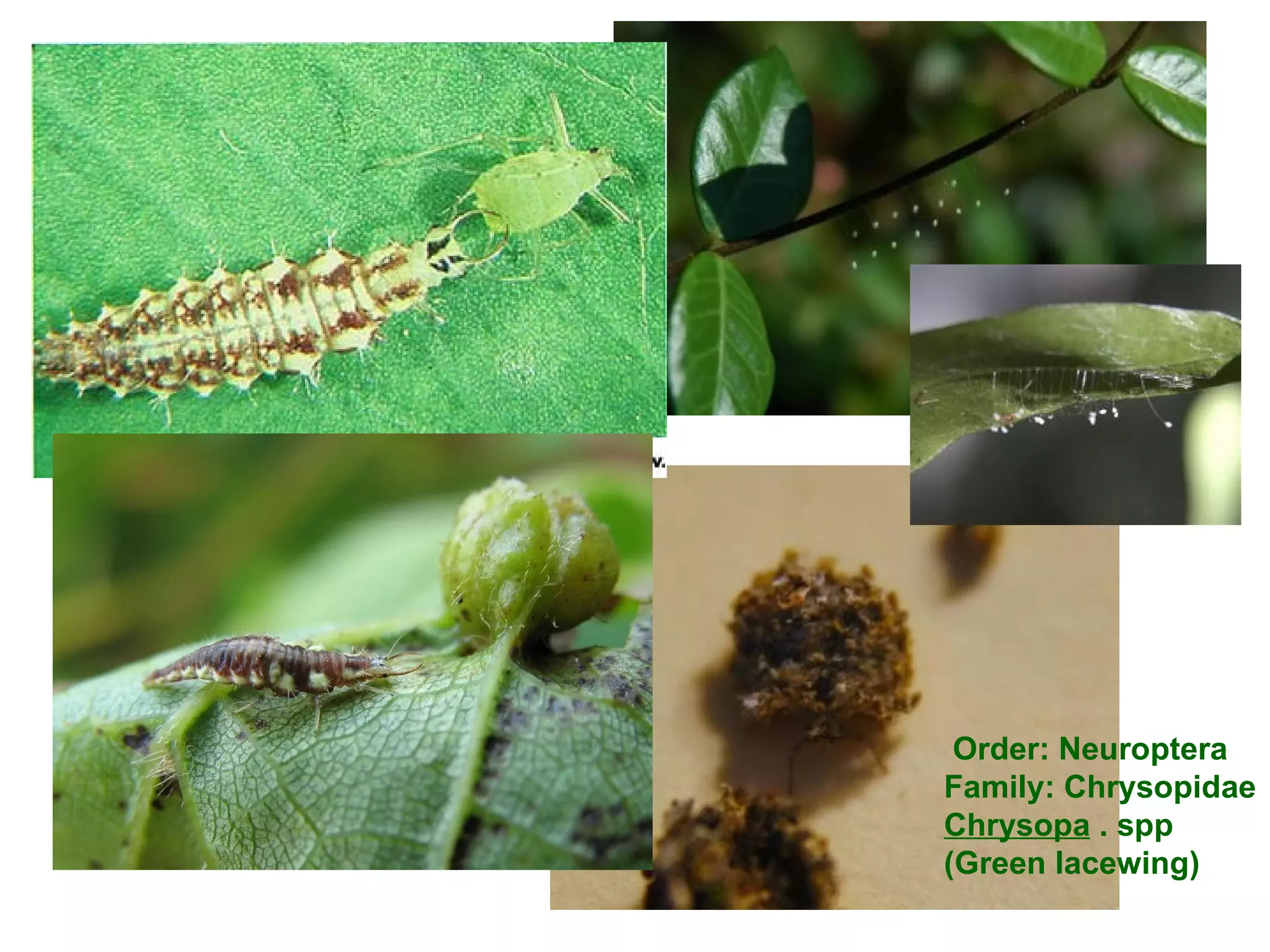 Insect classification lab21 | PPT