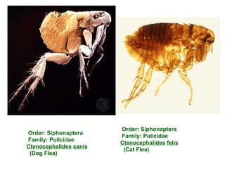 Insect classification lab21 | PPT