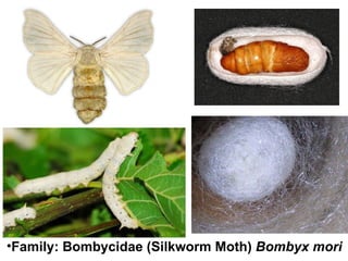 Insect classification lab22 | PPT