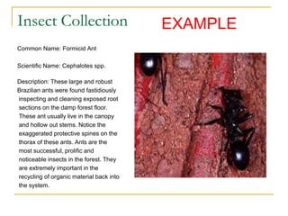 Insect Collection | PPT