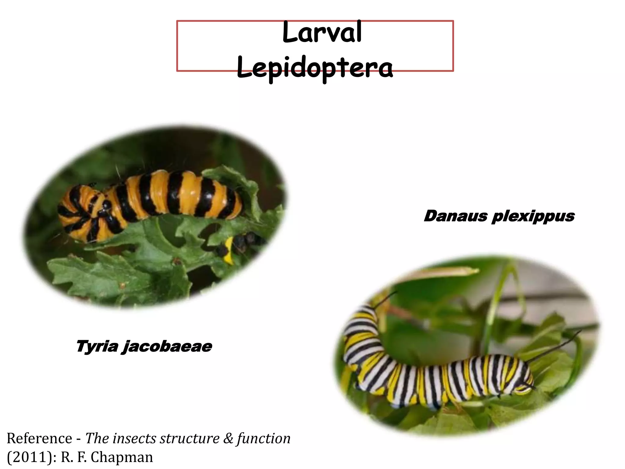 Insect colouration | PPTX