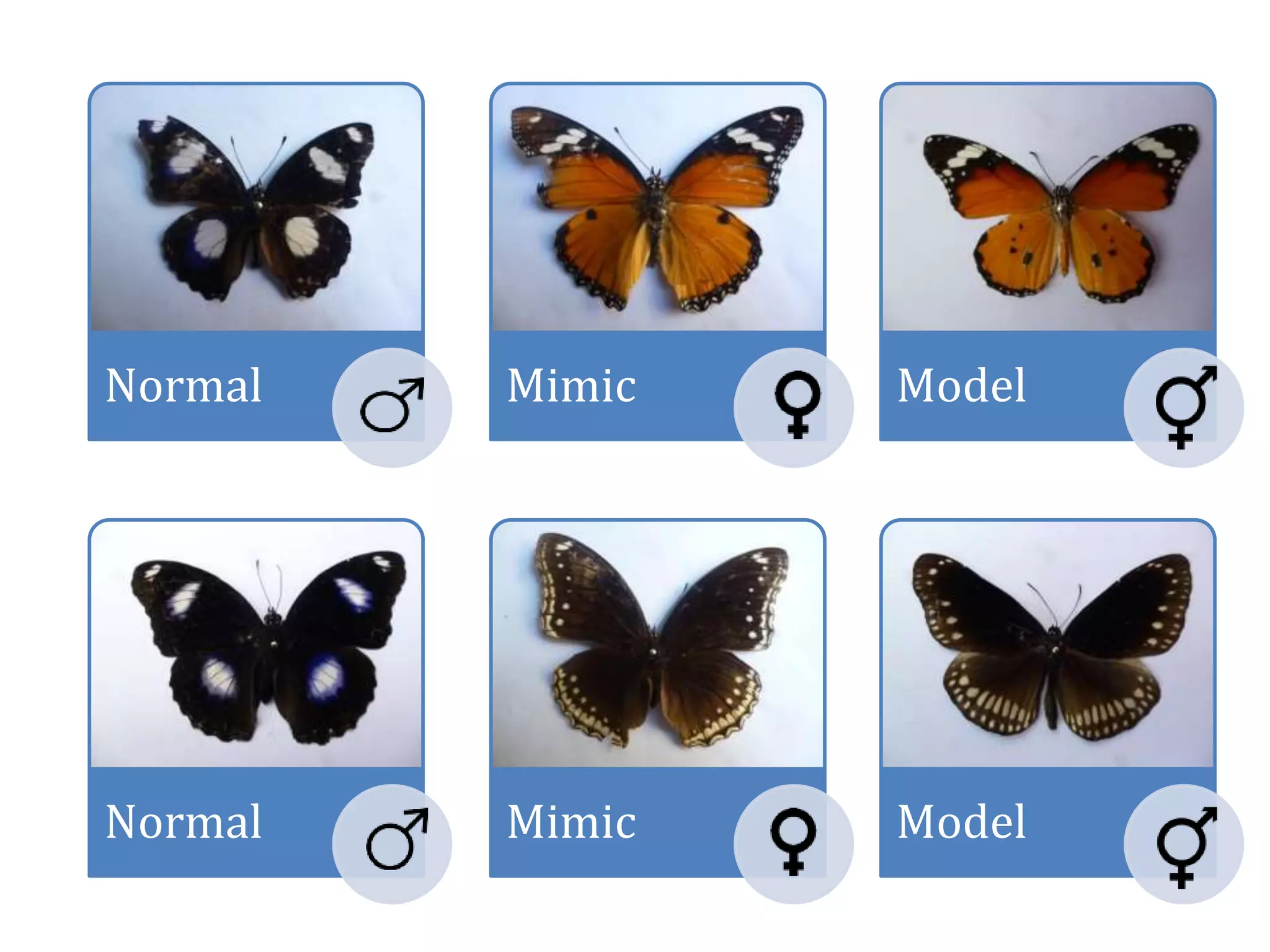 Insect colouration | PPTX