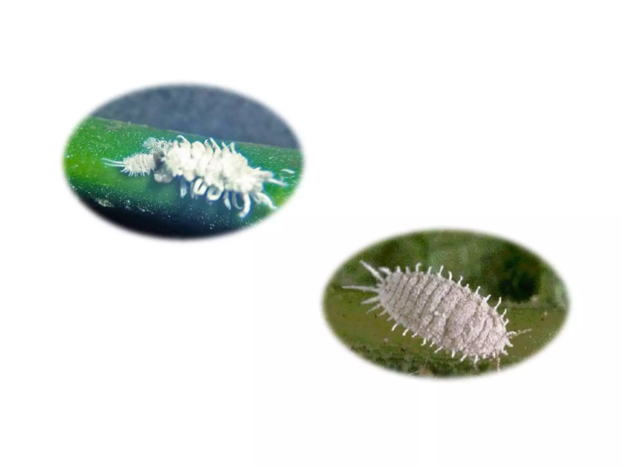 Insect colouration | PPTX