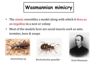 Insect colouration | PPTX