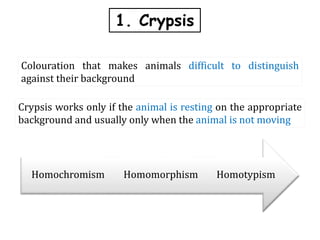 Insect colouration | PPTX