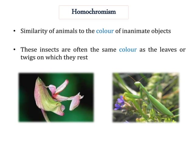 Insect colouration | PPTX | Geography | Science