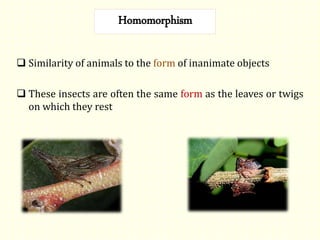 Insect colouration | PPTX