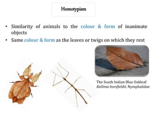 Insect colouration | PPTX