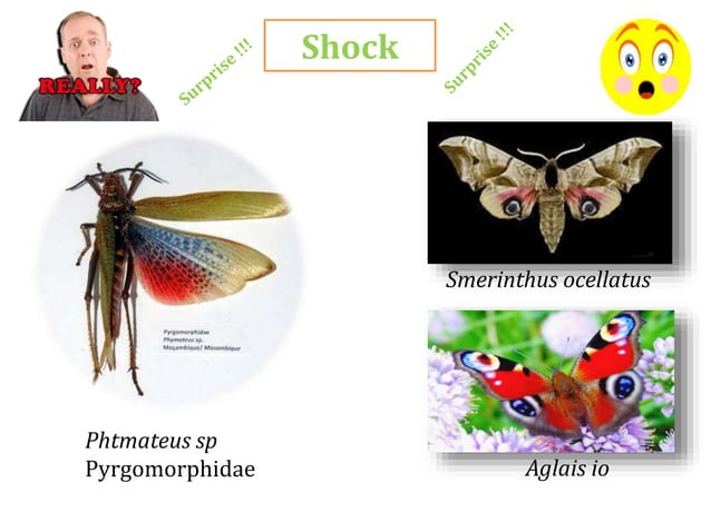 Insect colouration | PPTX | Geography | Science
