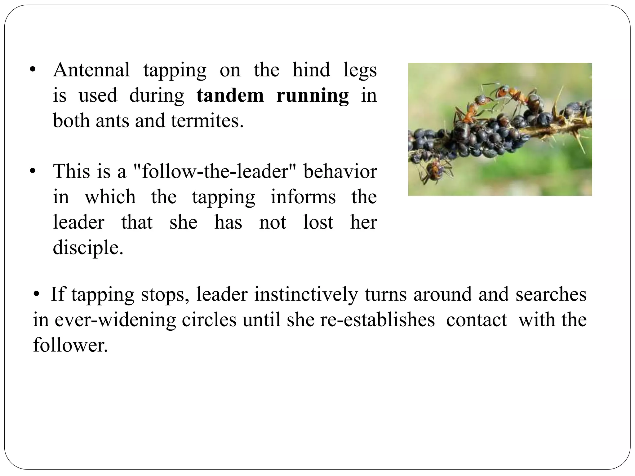 Insect communication | PPTX | Beekeeping | Hobbies & Interests