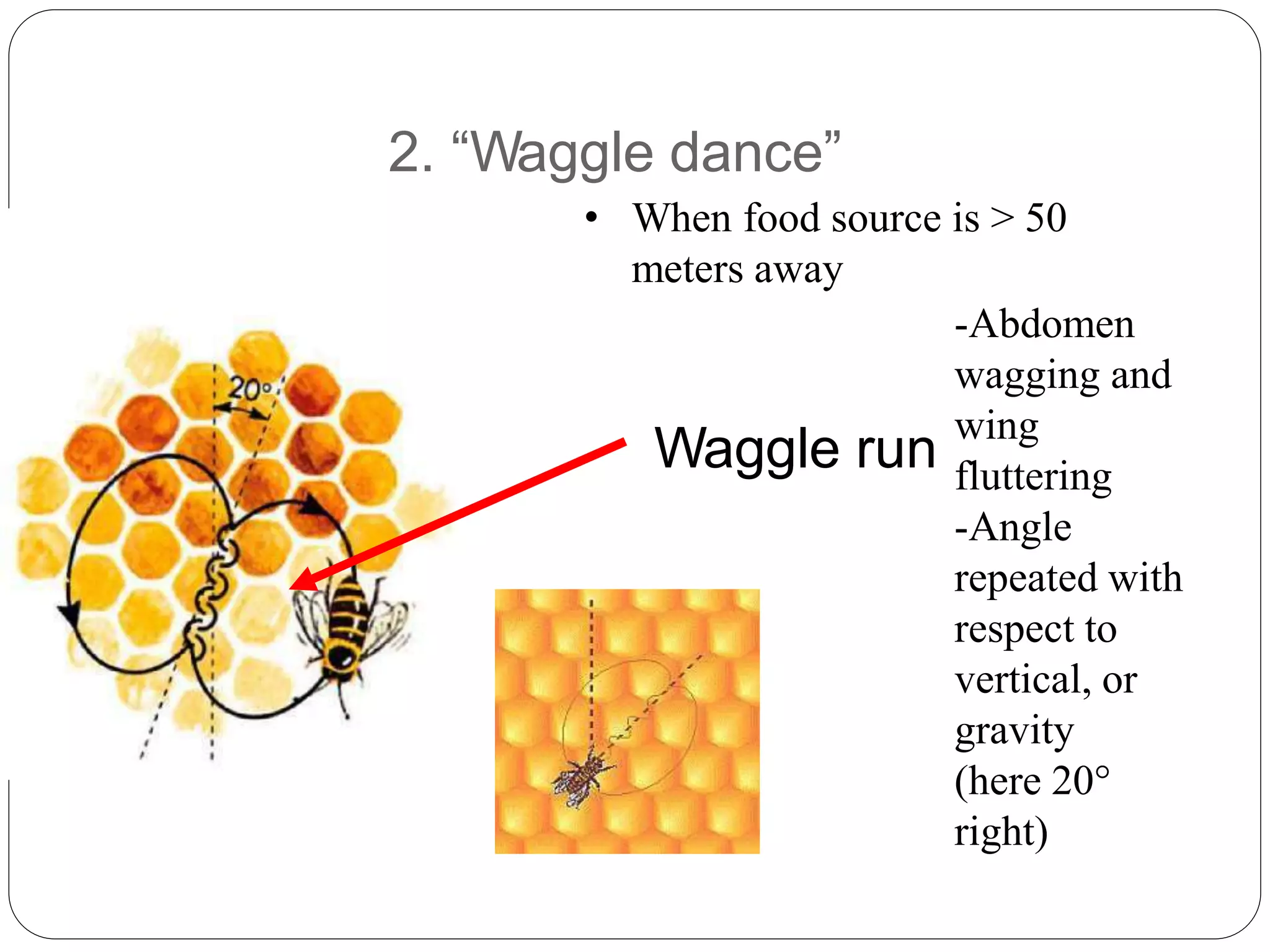 Insect communication | PPTX | Beekeeping | Hobbies & Interests