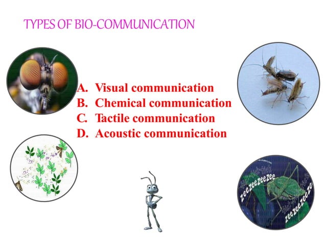 Insect communication | PPTX | Beekeeping | Hobbies & Interests
