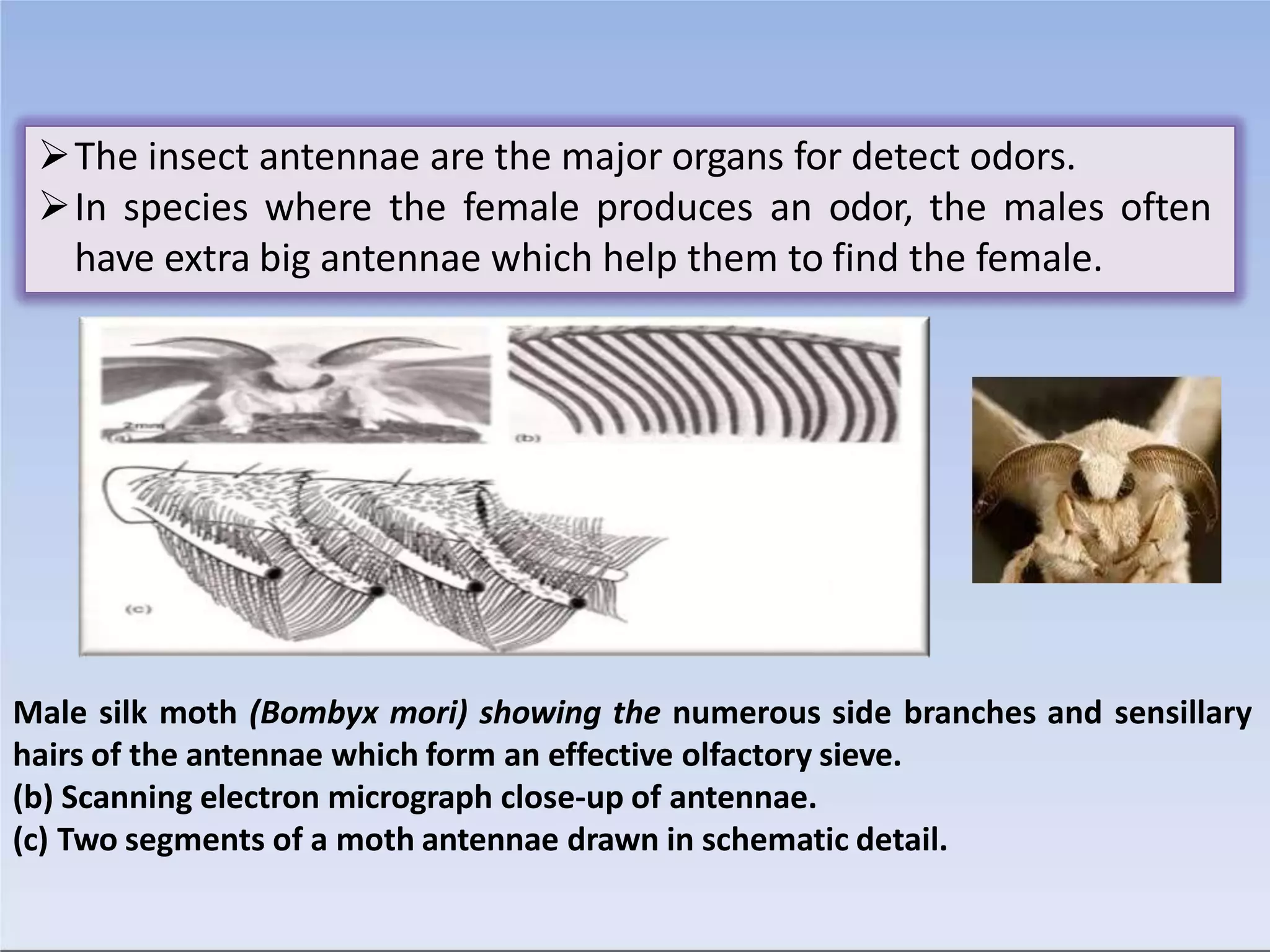 insect_communication_lecture_2_0.pptx
