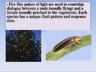 insect_communication_lecture_2_0.pptx