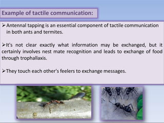 insect_communication_lecture_2_0.pptx