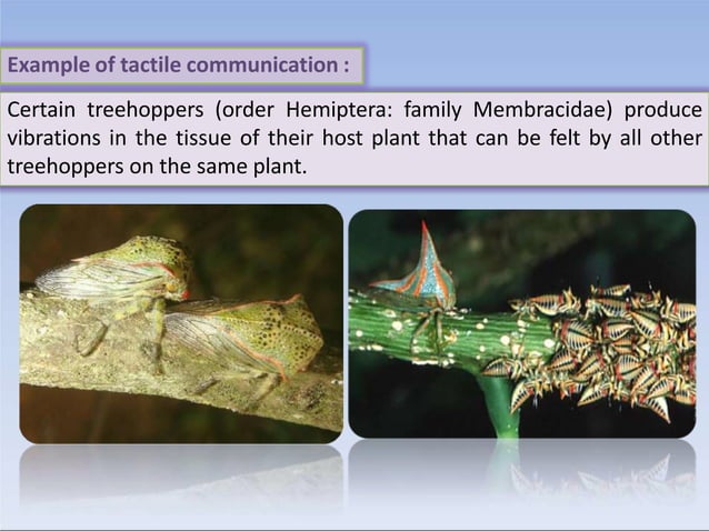 insect_communication_lecture_2_0.pptx