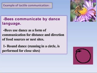 insect_communication_lecture_2_0.pptx