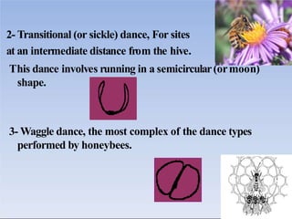 insect_communication_lecture_2_0.pptx