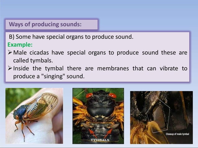 insect_communication_lecture_2_0.pptx
