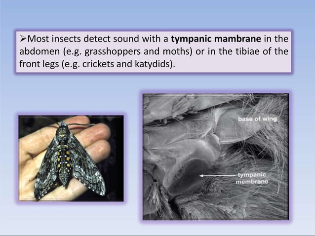 insect_communication_lecture_2_0.pptx