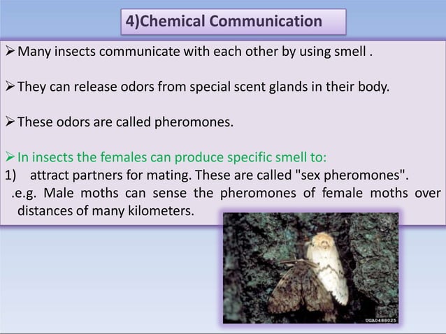 insect_communication_lecture_2_0.pptx