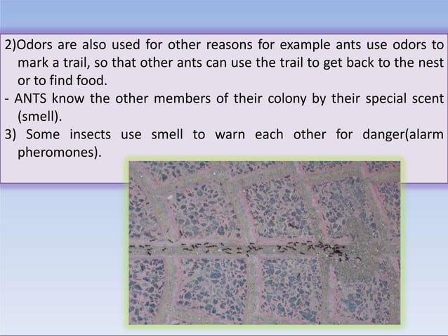 insect_communication_lecture_2_0.pptx