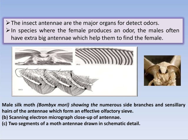 insect_communication_lecture_2_0.pptx