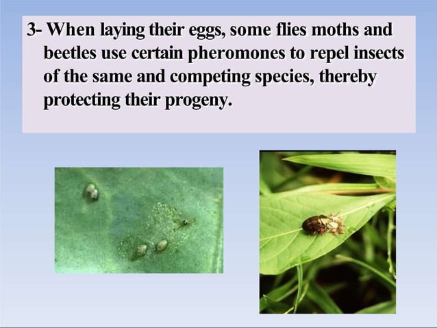 insect_communication_lecture_2_0.pptx