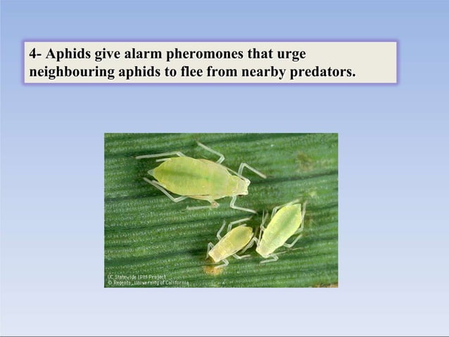 insect_communication_lecture_2_0.pptx