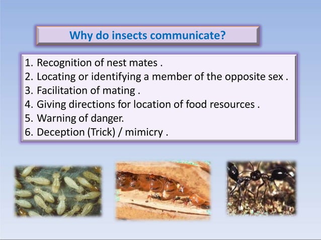 insect_communication_lecture_2_0.pptx