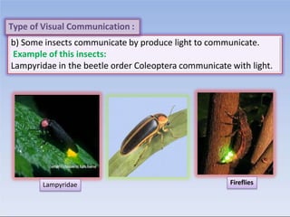 insect_communication_lecture_2_0.pptx