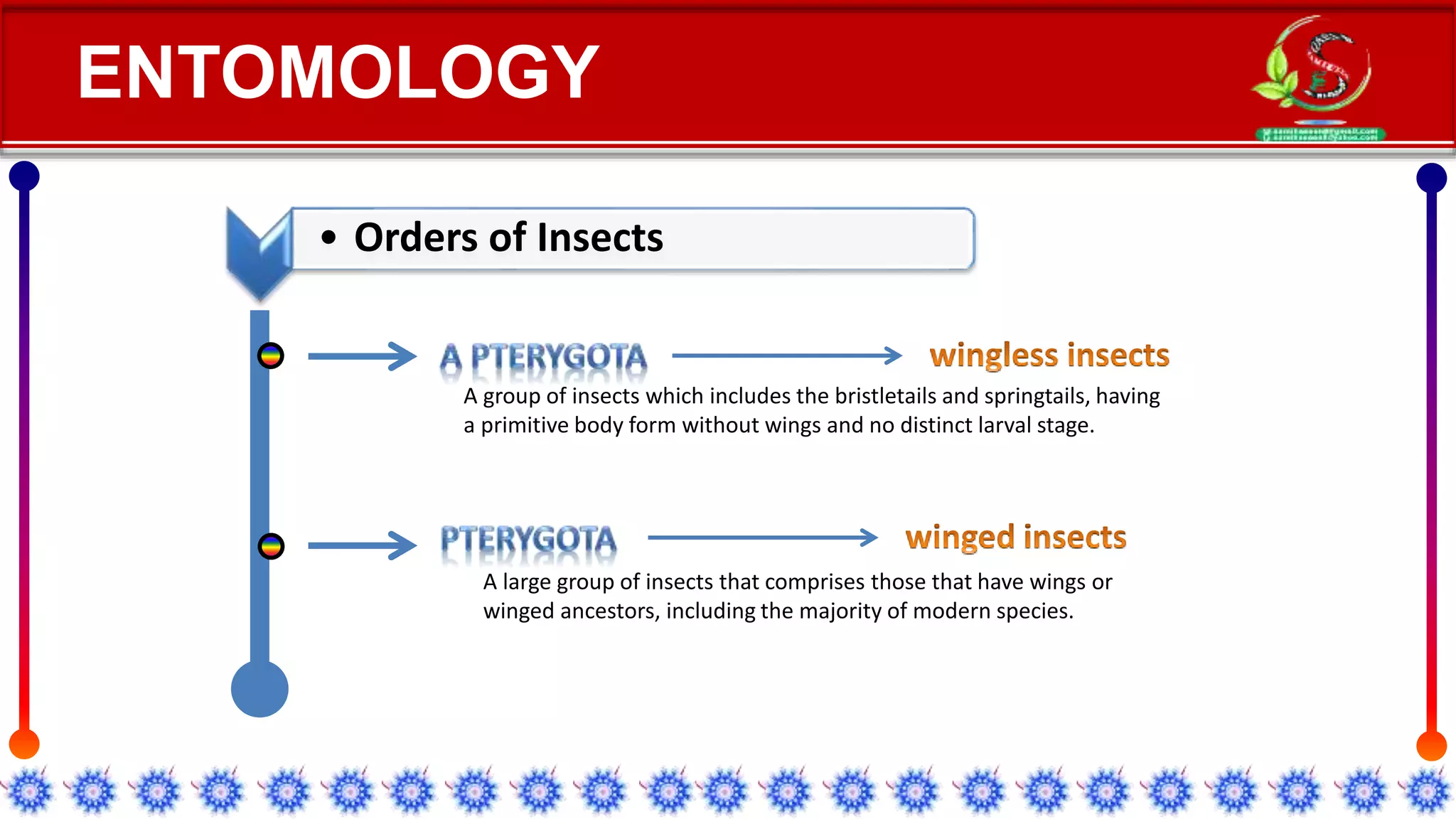 Entomology up to Orders with the help of Pictures | PPSX