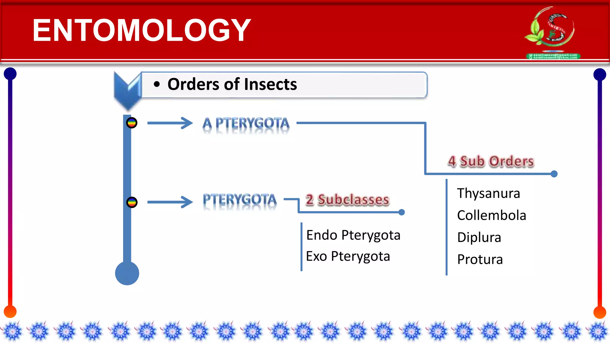 Entomology up to Orders with the help of Pictures | PPSX