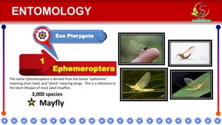 Entomology up to Orders with the help of Pictures | PPSX
