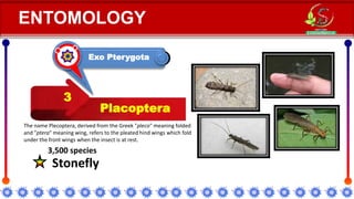 Entomology up to Orders with the help of Pictures | PPSX
