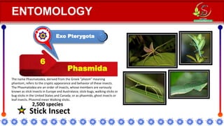 Entomology up to Orders with the help of Pictures | PPT